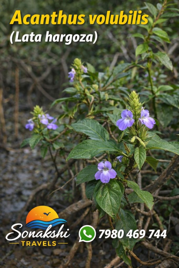 Acanthus volubilis (Lata Hargoza) - Sonakshi Travels - Sundarban ...